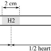 Sample Preparation On Trunk Cross Section Download Scientific Diagram