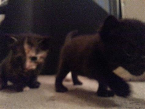 Adventure Time Cats Animals Adventure Time