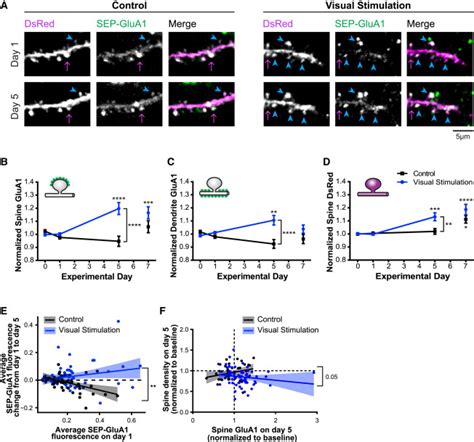 Stimulus Dependent Synaptic Plasticity Underlies Neuronal Circuitry Refinement In The Mouse