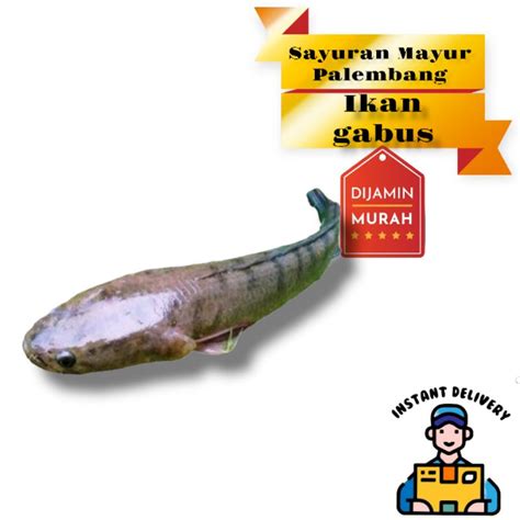 Jual Ikan Gabus Palembang Shopee Indonesia