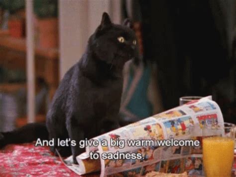 Salem The  Salem The Cat Discover And Share S