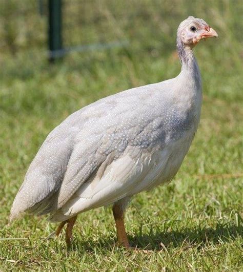 Guinea Fowl For Sale Your Source For Quality Guineafowls For Sale