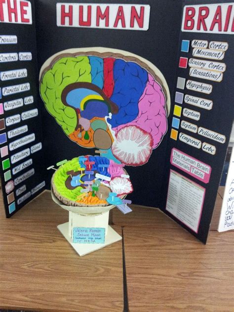 Brain Model Project Ideas Bing Images Science Project Models School