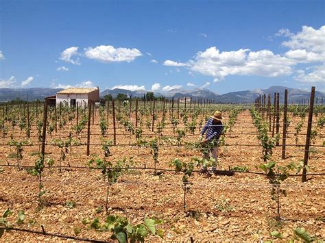 Son Prim Wine Cellar