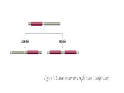 Dna Recombination Basics And Its All Types Pptx