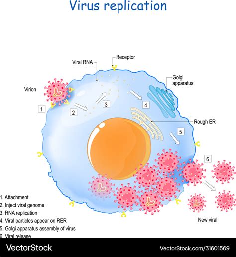Viral Replication Vector Images Over 340