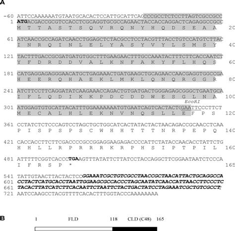 A Nucleotide And Deduced Amino Acid Sequence Of Plif Start Atg And
