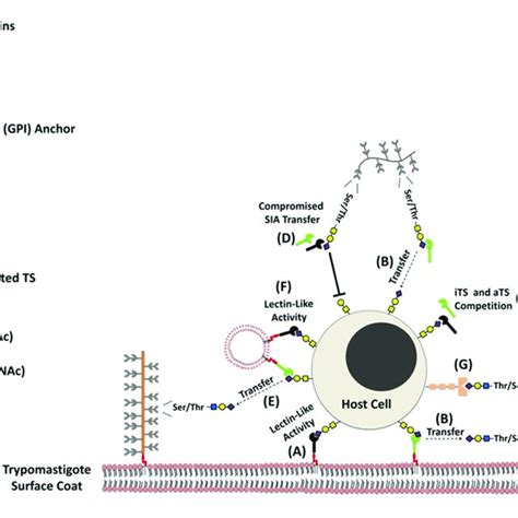 Schematic Model Showing The Presence Of Trans Sialidases And