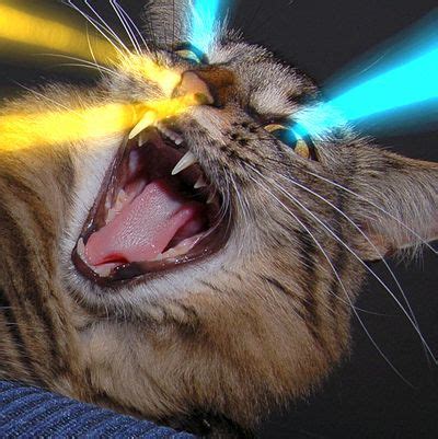 11 Cats And Laser Pointers Ideas Cats Laser Pointers Crazy Cats