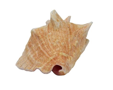Jumbo Huge Bahama Queen Conch Seashell Pink Bahamas Pink Conch Shell Etsy