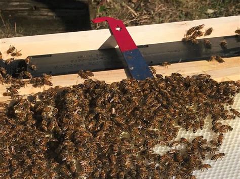 Beekeeping For Beginners Introduction To Successful Beekeeping Kowalski Mountain