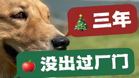 重磅炸弹！整整三年，这只看厂狗没有出过厂门，完全就是自闭小狗的典范 Youtube