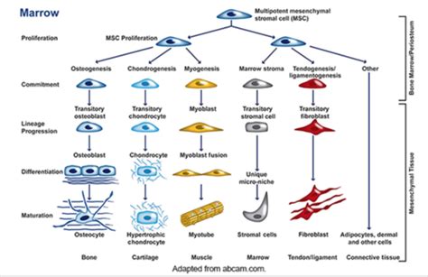 Patho Structure And Function Of Msk Flashcards Quizlet