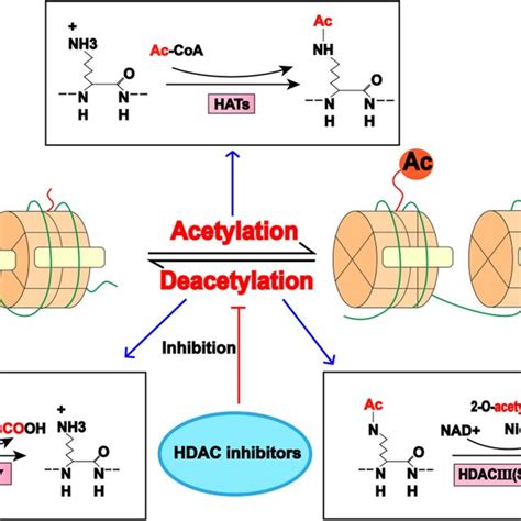 Retinal Pattern Diagram A Temporal Patterning Of Retinal Cell Types