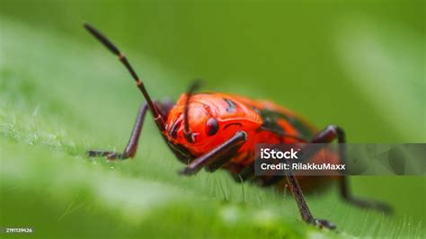 나뭇잎에 앉아있는 밝은 빨간색 벌레의 클로즈업으로 눈에 띄는 검은색 패턴과 부드러운 녹색 배경이 대비를 이룹니다 곤충에 대한