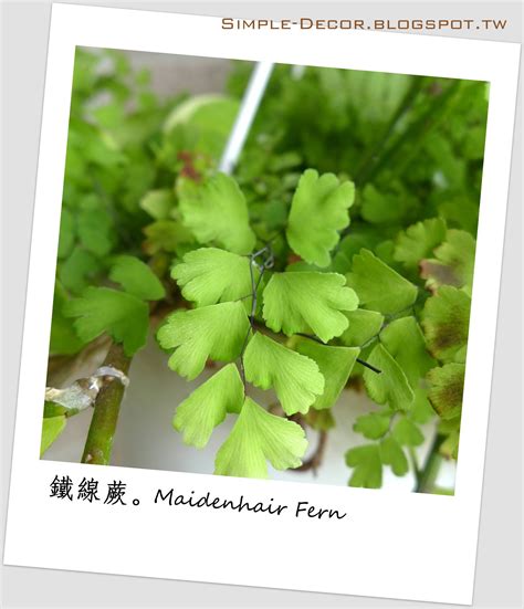 生活小綠意 不請自來的蕨類植物：松葉蕨whisk Fern、鐵線蕨maidenhair Fern、鱗毛蕨wood Fern？