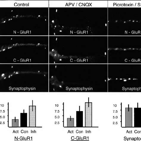 Excitatory Synaptic Activity Modulates The Accumulation Of Synaptic