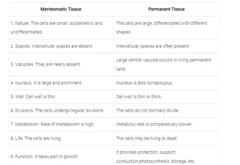 A Differentiate Between Meristematic And Permanent Tissues In Plants
