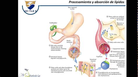 Lípidos Digestión Absorción Y Transporte Youtube