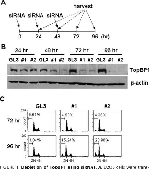 Figure 3 From Human Topbp1 Participates In Cyclin Ecdk2 Activation And