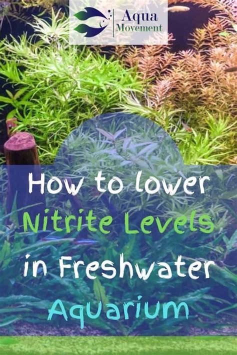 How To Lower Nitrite Levels In Freshwater Aquarium Artofit