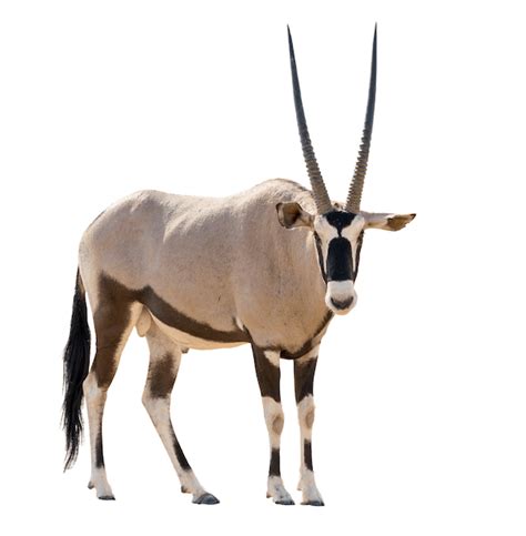 Oryx White Sands
