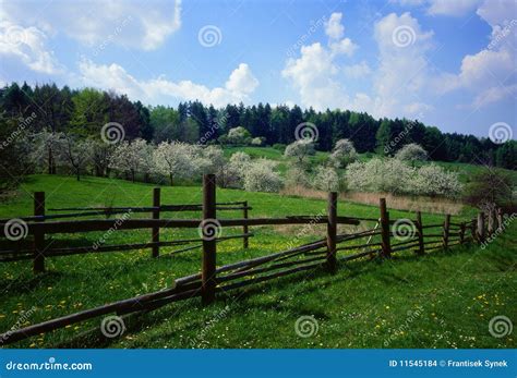 Blühender Obstgarten Des Zauns Stockfoto Bild Von Blume Wälder 11545184