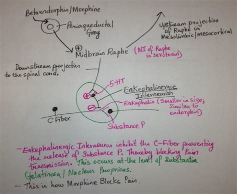 MBB II ANALGESIA Flashcards Quizlet