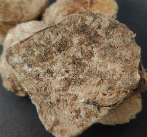 Musk Root Ferula Moschataferula Sumbul Afghanistan For Incense