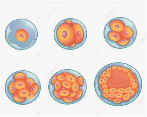 Stages In Human Embryonic Development Background Microscopic Tail