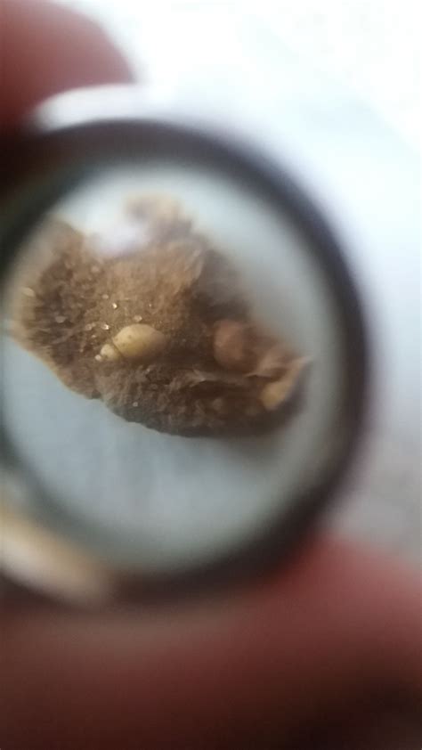 Snail Fossil Fossil Id The Fossil Forum