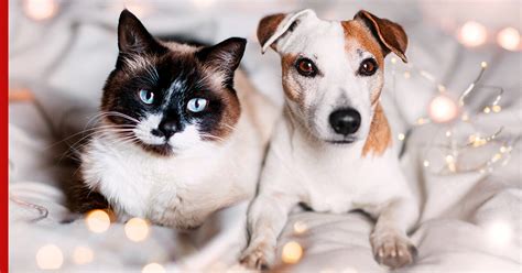 Какой сегодня праздник 30 ноября Всемирный день домашних животных Информационное агентство