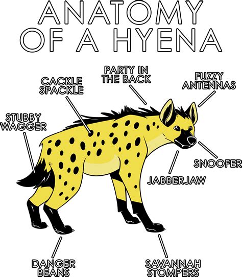 Anatomy Of A Hyena Hyena Blue 3822x4864 Png Download