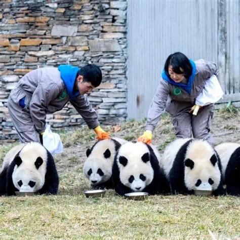 十年增长近一倍！全球圈养大熊猫数量达到673只繁育保护发展