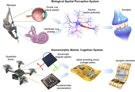 Neuromorphic Electronics Mimicking The Sensory Cue Integration In The