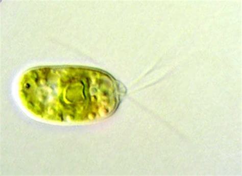 Carteria Alchetron The Free Social Encyclopedia