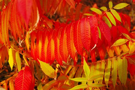 Staghorn Sumac Rhus Typhina Deciduous Shrubs Cold Stream Farm