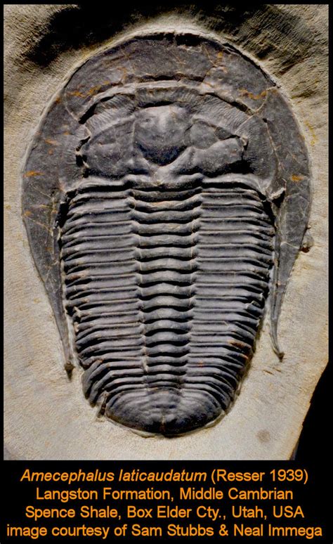 Whats New In Trilobites