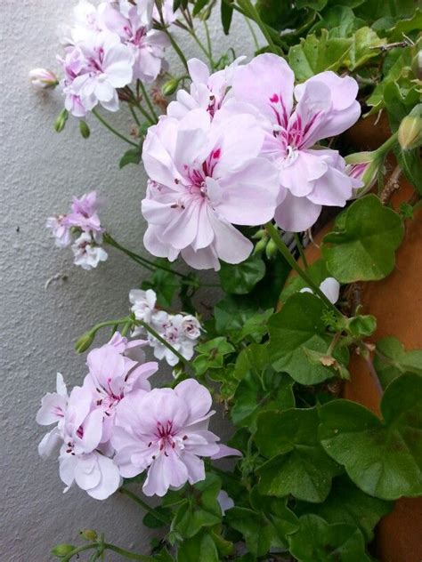 Trailing Pelargonium Beautiful Flowers Geraniums Flowers