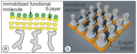 S Layer Ultrafiltration Membranes