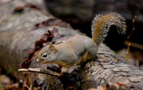 Douglas Squirrel Northwest Wildlife Preservation Society