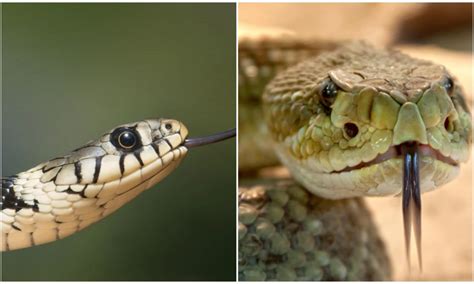 뱀 꿈 해몽 길몽 흉몽 태몽 의미 풀이 총정리