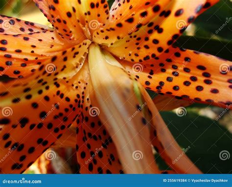 Leopard Lily Orchid In The Shape Of A Star A Romantic Symbol Of Love And Female Erotic Pleasure