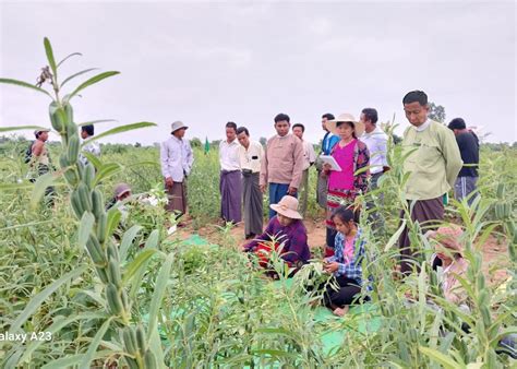 မင်းလှမြို့နယ် ပန်းတော်ပြင်ကျေးရွာတွင် မိုးနှမ်းစံကွက် ရိတ်သိမ်းခြင်းဆောင်ရွက် Information And