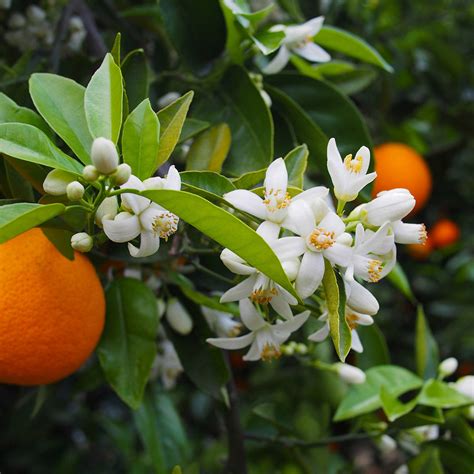 Valencia Orange Trees For Sale