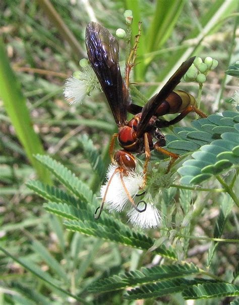 Bug Eric Wasp Wednesday Poecilopompilus Algidus