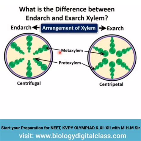 Arrangement Of Xylem Biology Notes Teachmint
