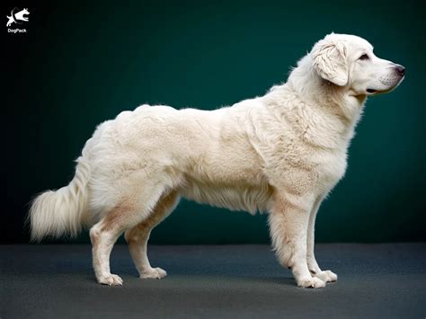 Kuvasz History