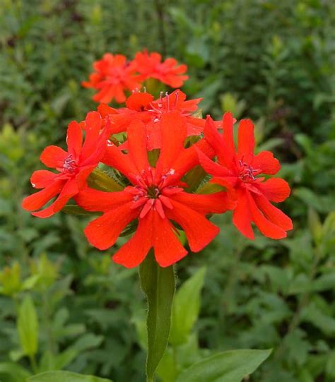 Maltese Cross Silene Chalcedonica
