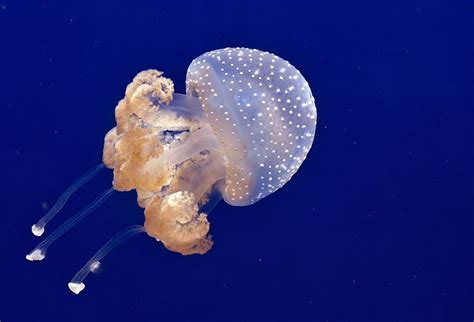 Cnidaria Wikipedia